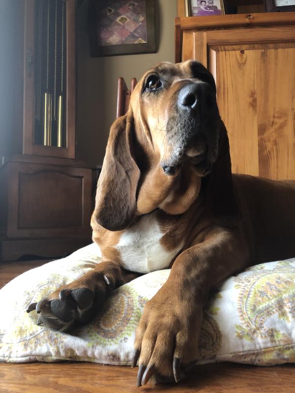 ZYCORTAL (desoxycorticosterone pivalate injectable suspension ...