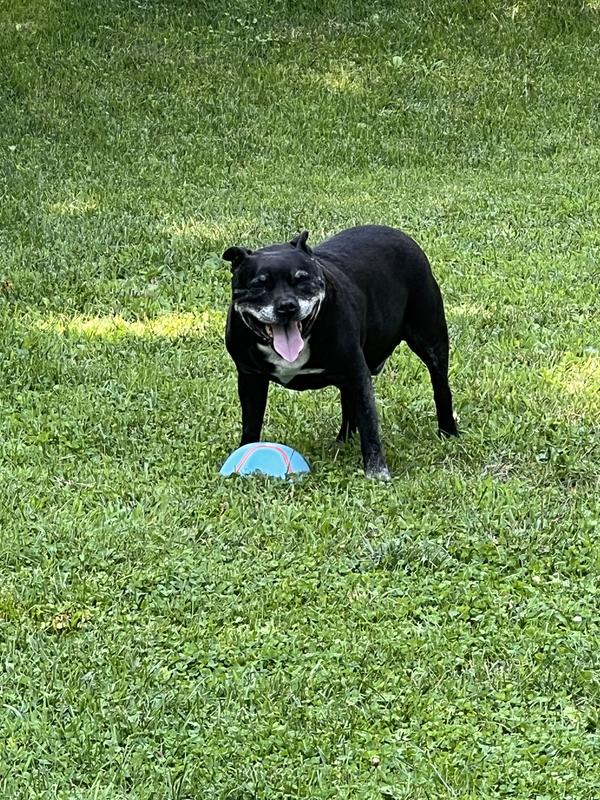 CHUCKIT! Indoor Super Slider Dog Toy, Blue - Chewy.com