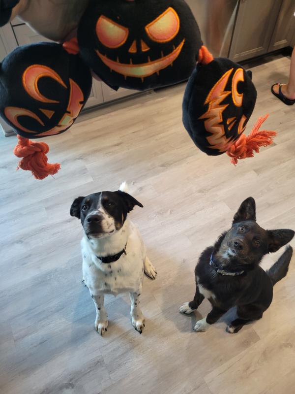 FRISCO Halloween Pumpkins Plush with Rope Squeaky Dog Toy, Large/X ...