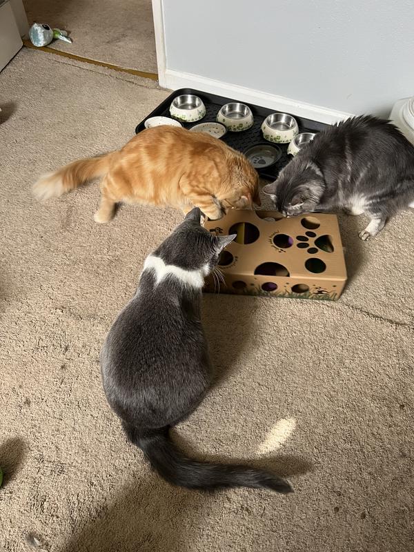 CAT AMAZING Interactive Treat Maze & Puzzle Cat Toy - Chewy.com