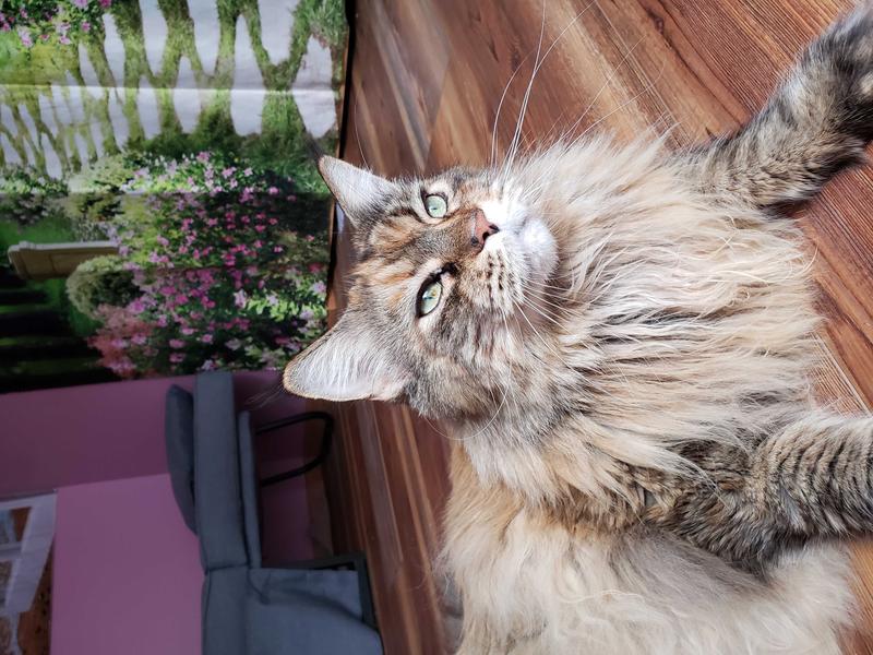 WERUVA Classic Cat Food Variety Pack Wowzer Meowzer Wet Cat Food, 10-oz ...