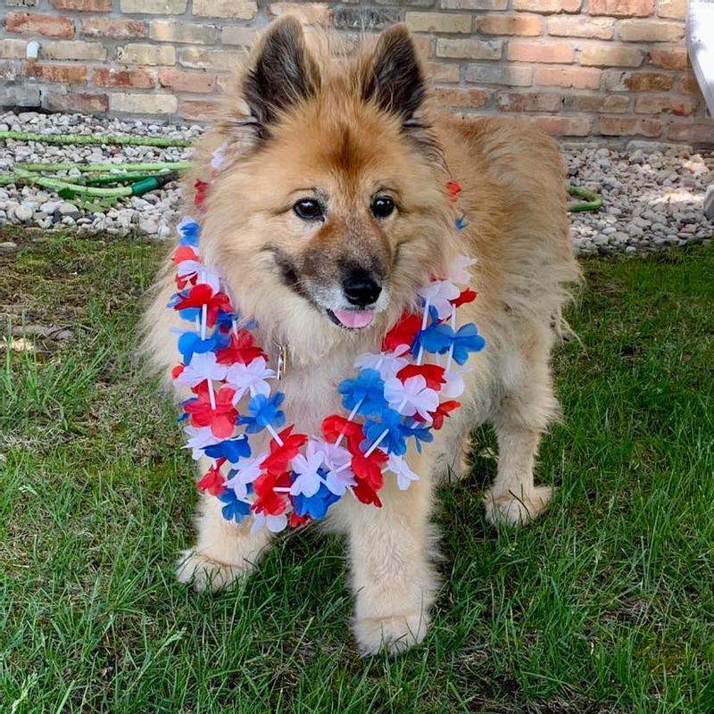 TYLAN (tylosin tartrate) Soluble Powder, 100-gm - Chewy.com