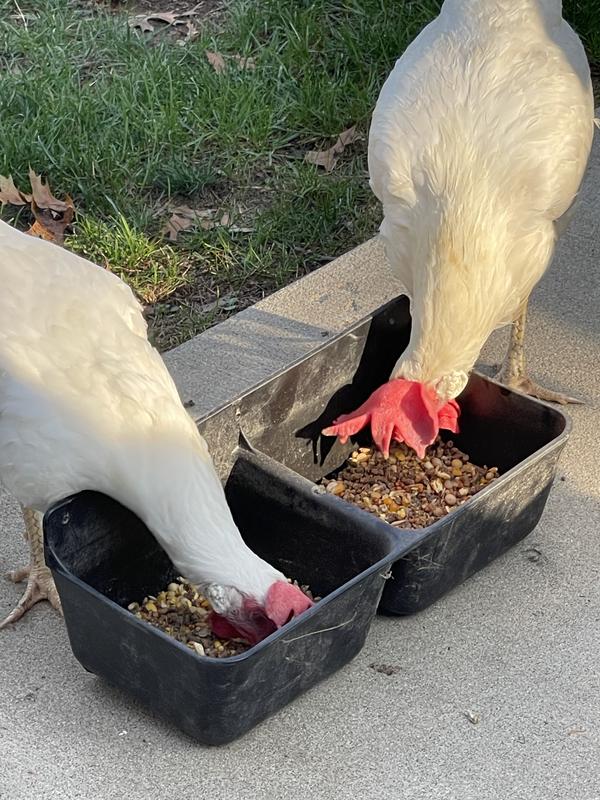 NUTRENA NatureWise Harvest Blend 18% Protein Layer Pellets Chicken Feed ...