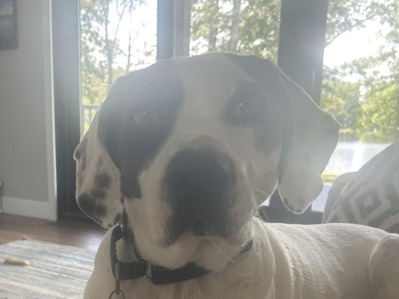 BUSY BONE Original Long-Lasting Real Meat Small/Medium Dog Treats, 6 ...