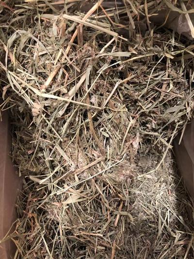 BRYTIN 1st Cutting All-Natural Western Timothy Hay Chinchilla Food, 48 ...