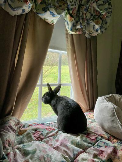 KAYTEE Premium Timothy Chew-A-Bowl Small Animal Treats, 1 count - Chewy.com