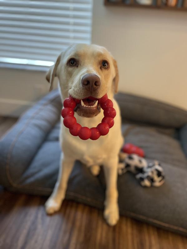 KONG Ring Dog Toy, Medium/Large - Chewy.com