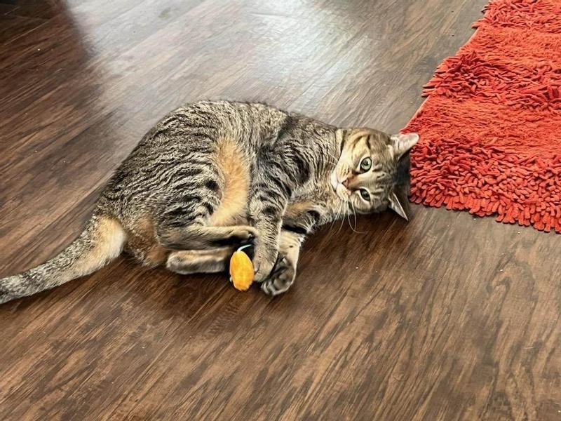 HARTZ Cattraction Crinkle Mice Cat Toy, Multi Color, 10 count - Chewy.com