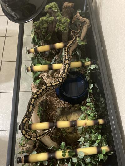 EXO TERRA Forest Branch, Medium - Chewy.com