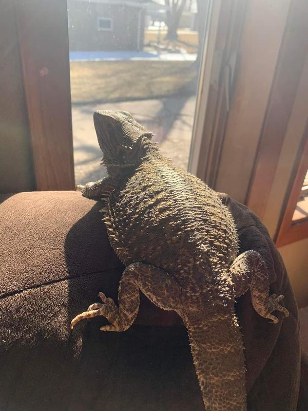 FRISCO Fir Bark Reptile Bedding, 24-qt - Chewy.com