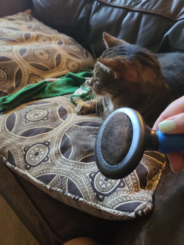 FRISCO Slicker Cat Brush - Chewy.com