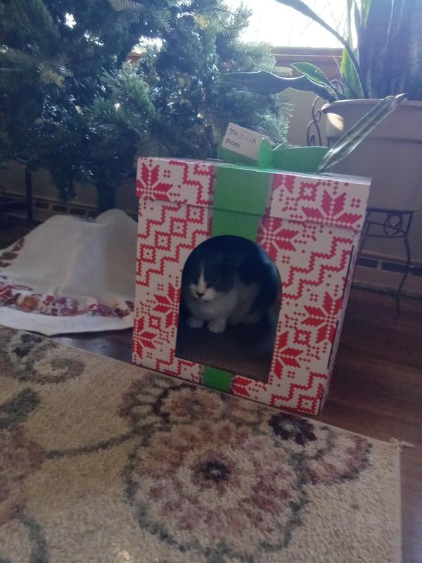 FRISCO Holiday Gift Box Cardboard Cat House - Chewy.com