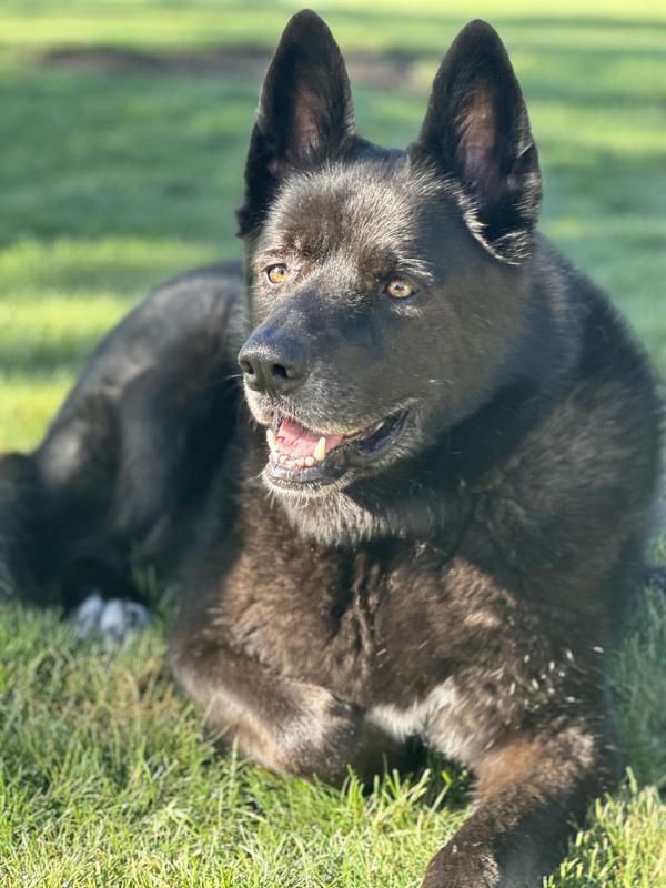 VICTOR Classic Hi-Pro Plus Formula Dry Dog Food, 50-lb bag - Chewy.com