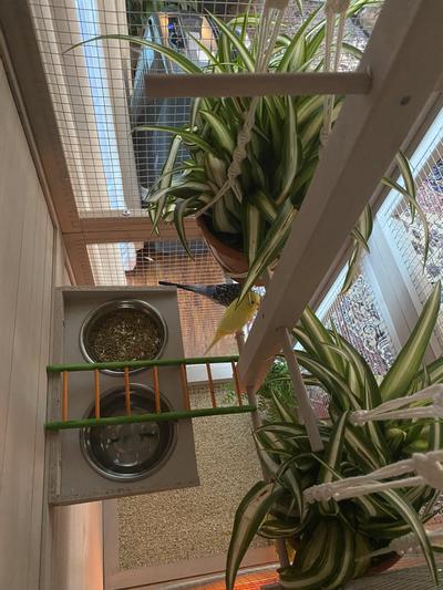 TRIXIE Natura 2-Story Aviary Bird Cage - Chewy.com