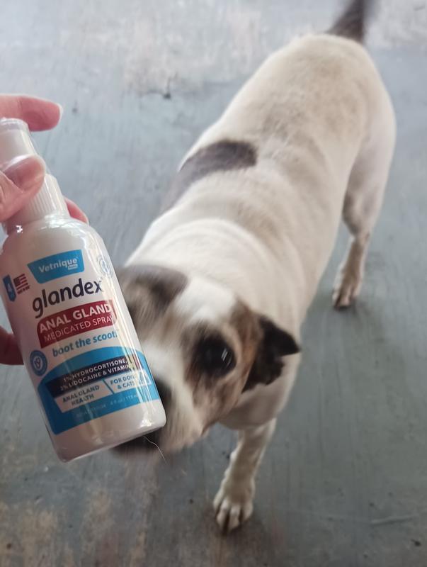 VETNIQUE LABS Glandex Anal Gland Medicated Anti Itch Spray for Dogs ...