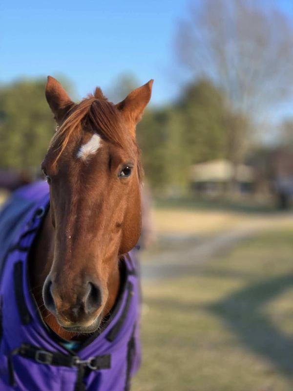 QUEST PLUS Gel Dewormer & Boticide for Horses & Ponies, 0.5-oz syringe ...