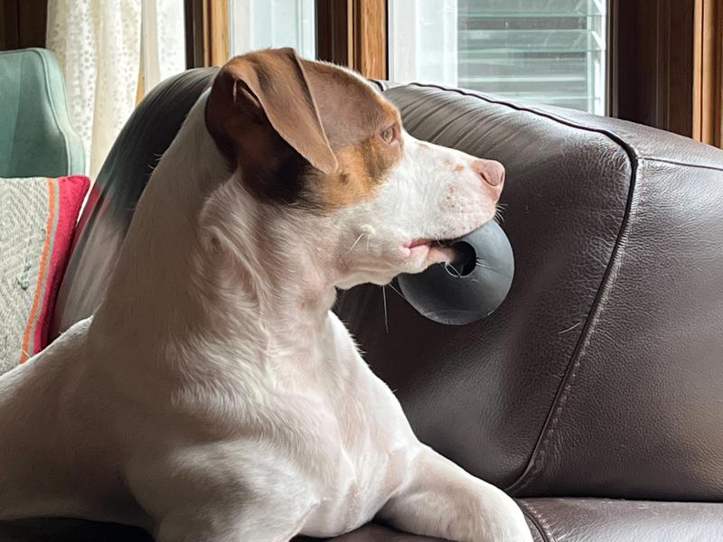 KONG Extreme Ball Dog Toy, Small - Chewy.com