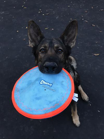 HYPER PET Flippy Flopper Flying Disc Dog Toy, Color Varies, 9-in, 5 ...