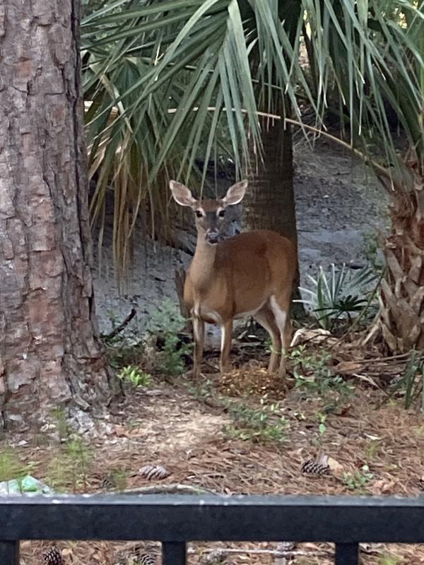 BACKYARD BUFFET Wildlife Treat, 20-lb block - Chewy.com