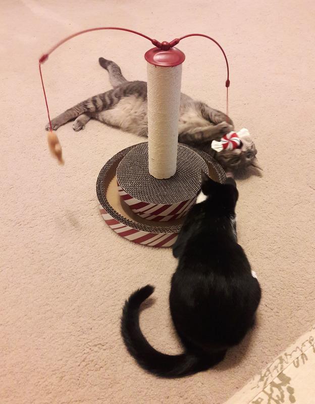 FRISCO Holiday Gingerbread Interactive Cat Scratcher Cat Toy with ...