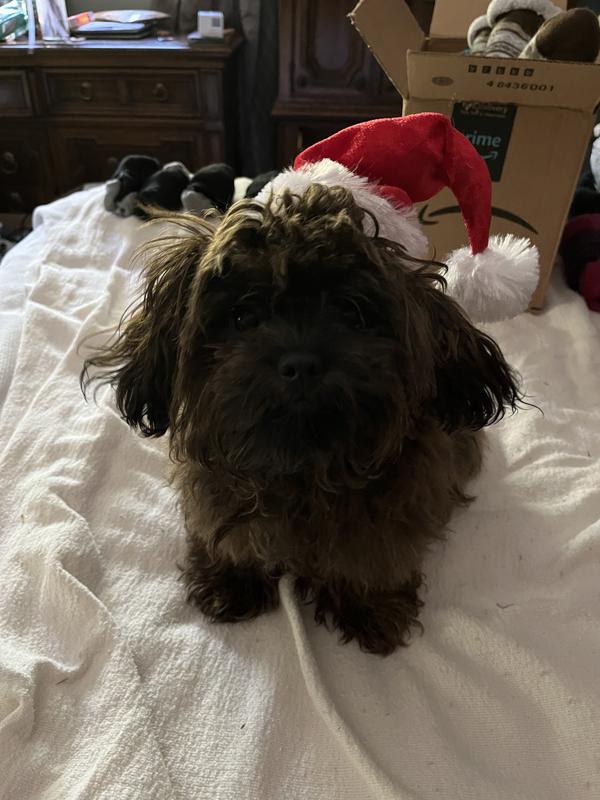 FRISCO Holiday Dog & Cat Santa Hat, 1 count, Medium/Large - Chewy.com