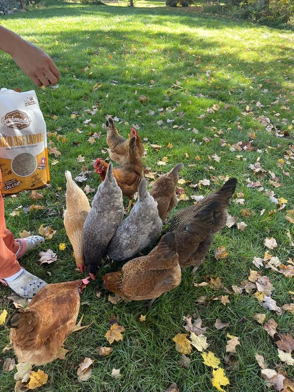 GRUBMASTER Dried Black Soldier Fly Larvae Bird Treat, 5-lb bag - Chewy.com