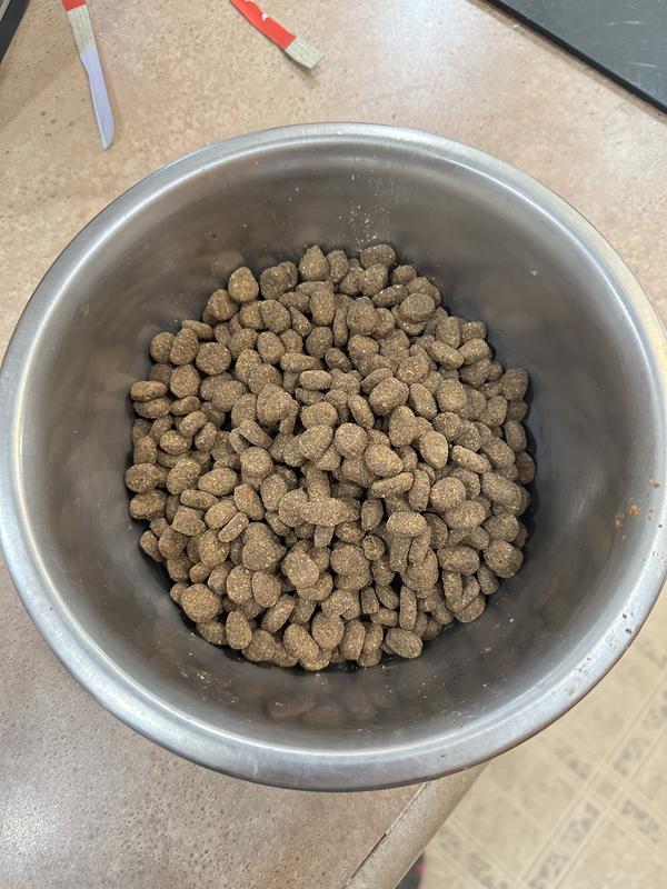 ORIJEN Amazing Grains Regional Red Dry Dog Food, 4-lb bag - Chewy.com