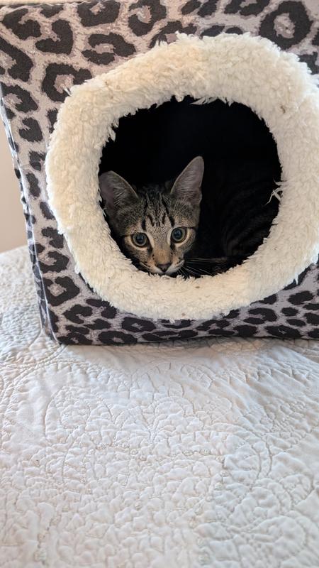 PET ADOBE Cat House - Chewy.com