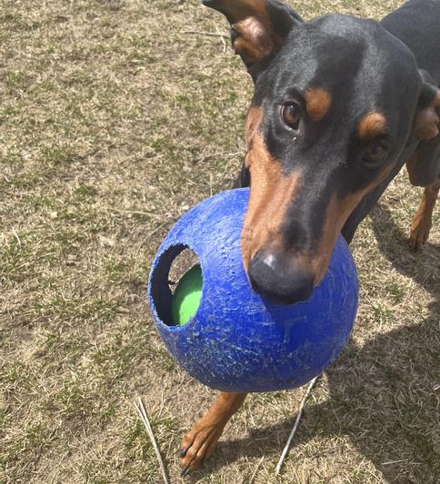 JOLLY PETS Teaser Ball Dog Toy, Blue, 8-in - Chewy.com
