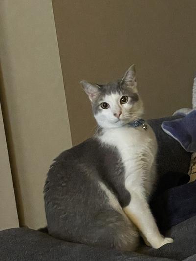 THUNDERSHIRT Anxiety Vest for Cats, Heather Grey, Medium - Chewy.com