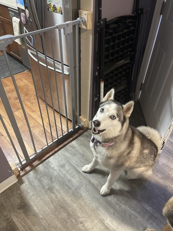 FRISCO Steel Extra Tall Auto-Close Dog Gate, Black, 41-in - Chewy.com