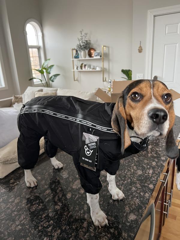CANADA POOCH Dog Snowsuit, Black, 16 - Chewy.com