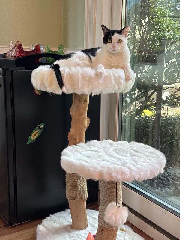 MAU Rizzo 32-in Modern Wooden Cat Tree, Gray - Chewy.com