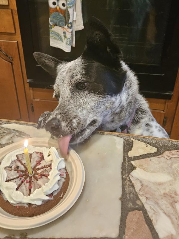 THE LAZY DOG COOKIE CO. Happy Birthday Pup-PIE Dog Treat, Boy - Chewy.com