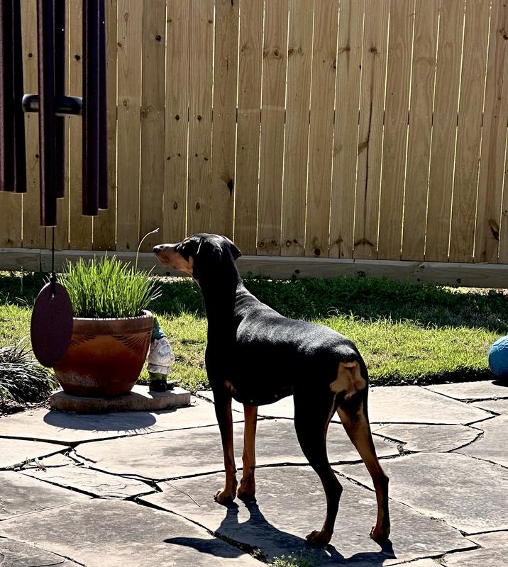 TYLAN (tylosin tartrate) Soluble Powder, 100-gm - Easy Refills | Chewy Rx