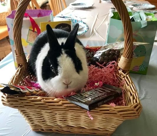 BROWN'S Encore Gourmet Foraging Feast Pet Rabbit Food, 4-lb - Chewy.com