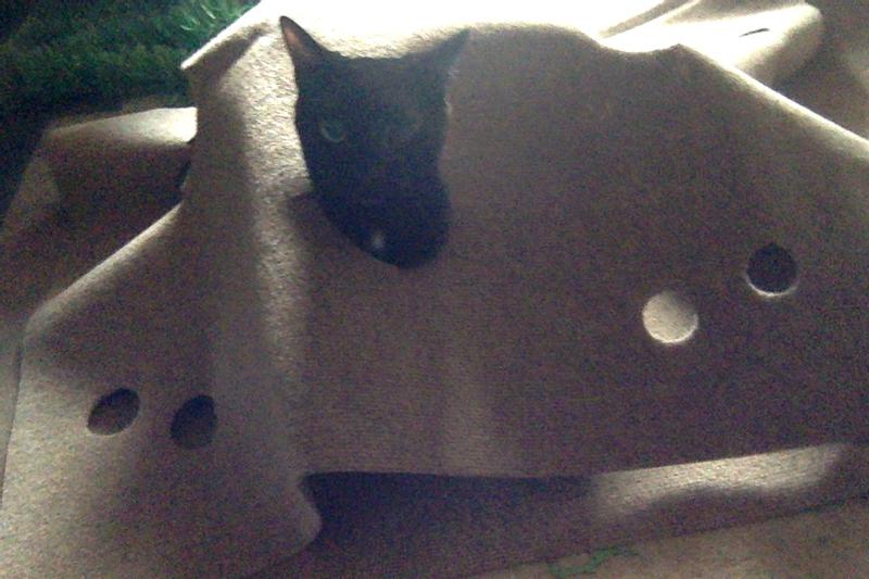 SNUGGLYCAT Ripple Rug Cat Activity Play Mat - Chewy.com