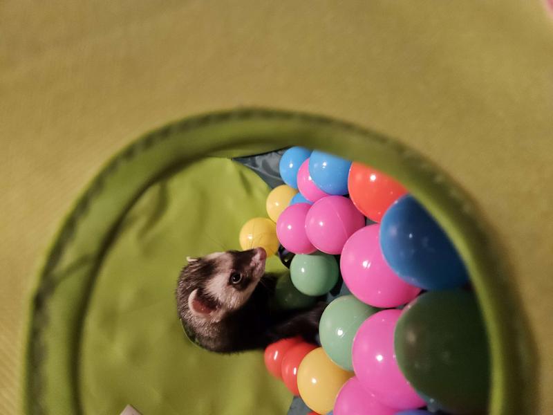 MARSHALL Pop-N-Play Ferret Ball Pit Toy, 10.5-in - Chewy.com