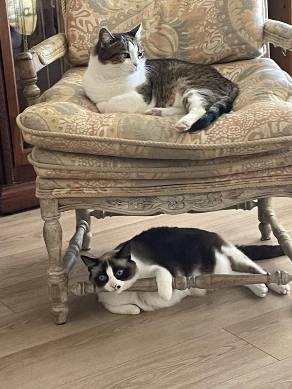 CAT-MAN-DOO Extra Large Dried Bonito Flakes Cat & Dog Treats, 4-oz bag ...