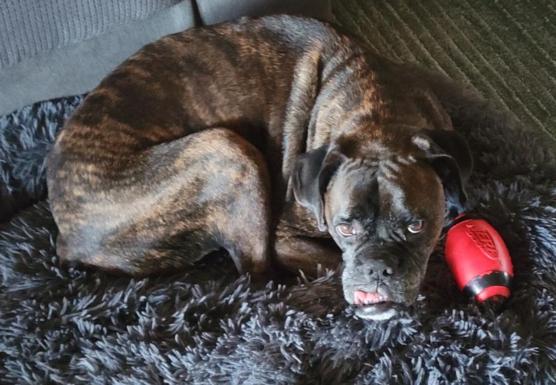 NERF DOG Classic Squeak Football Dog Toy, Medium, Red - Chewy.com