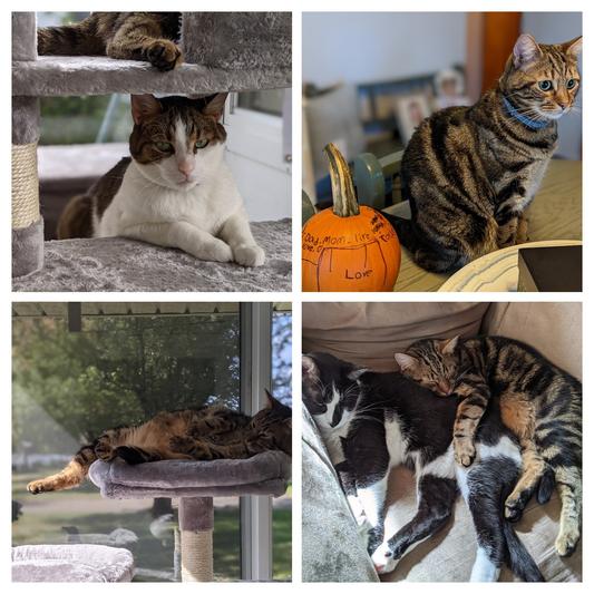 WISDOM PANEL Complete Cat DNA Test - Chewy.com