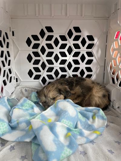 KINDTAIL Pawd Collapsible Dog & Cat Crate, Grey - Chewy.com KINDTAIL Pawd Collapsible Dog & Cat Crate, Grey - Chewy.com