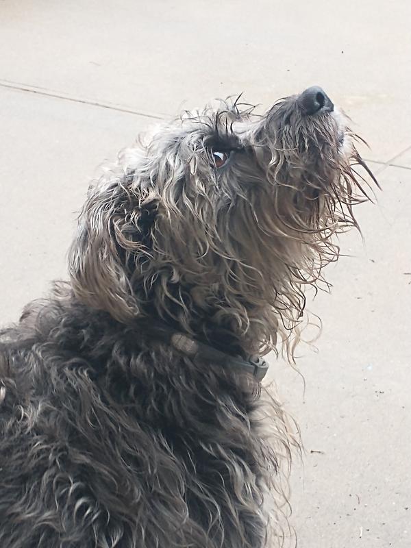 PERCORTEN-V (desoxycorticosterone pivalate) Injectable for Dogs, 25 mg ...