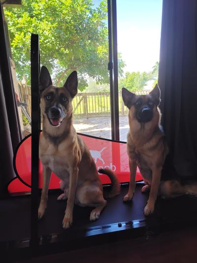 Discontinued - DOGPACER Full Size Dog Treadmill - Chewy.com