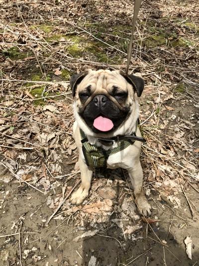 SENTRY HC WormX DS Dewormer for Hookworms & Roundworms for Dogs, 2-oz ...