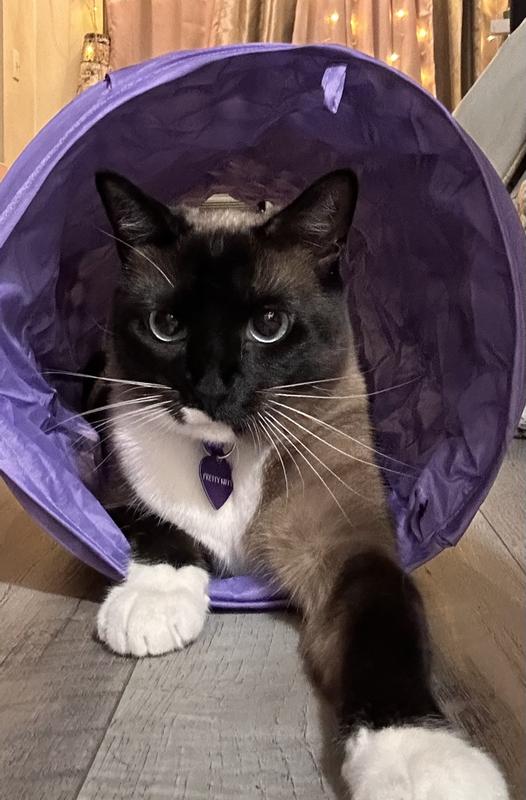 FRISCO Halloween Foldable Play Tunnel Cat Toy with Catnip, Bat ...