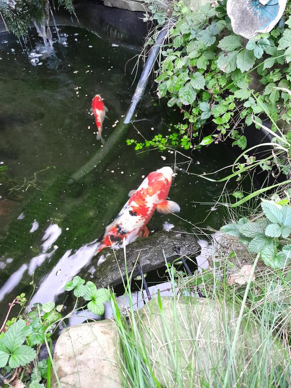 NUTRENA Nature's Canvas Koi Fish Food, 20-lb bag - Chewy.com