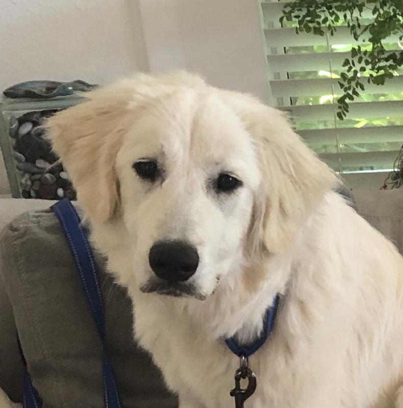 FULL MOON Chicken Fillets Grain-Free Dog Treats, 3-lb bag - Chewy.com