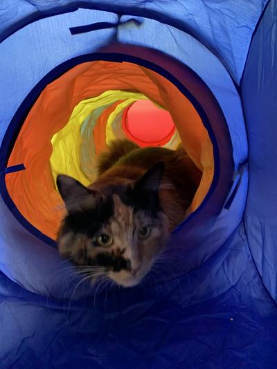 HDP Pop Open Collapsible Cat Tube & Tunnel Set - Chewy.com