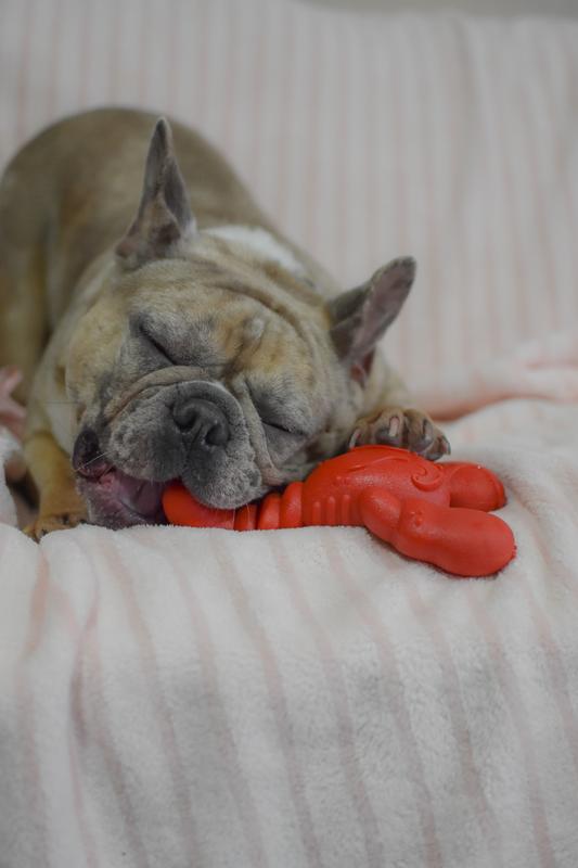 NYLABONE Power Chew Lobster Dog Toy Filet Mignon, X-Large - Chewy.com
